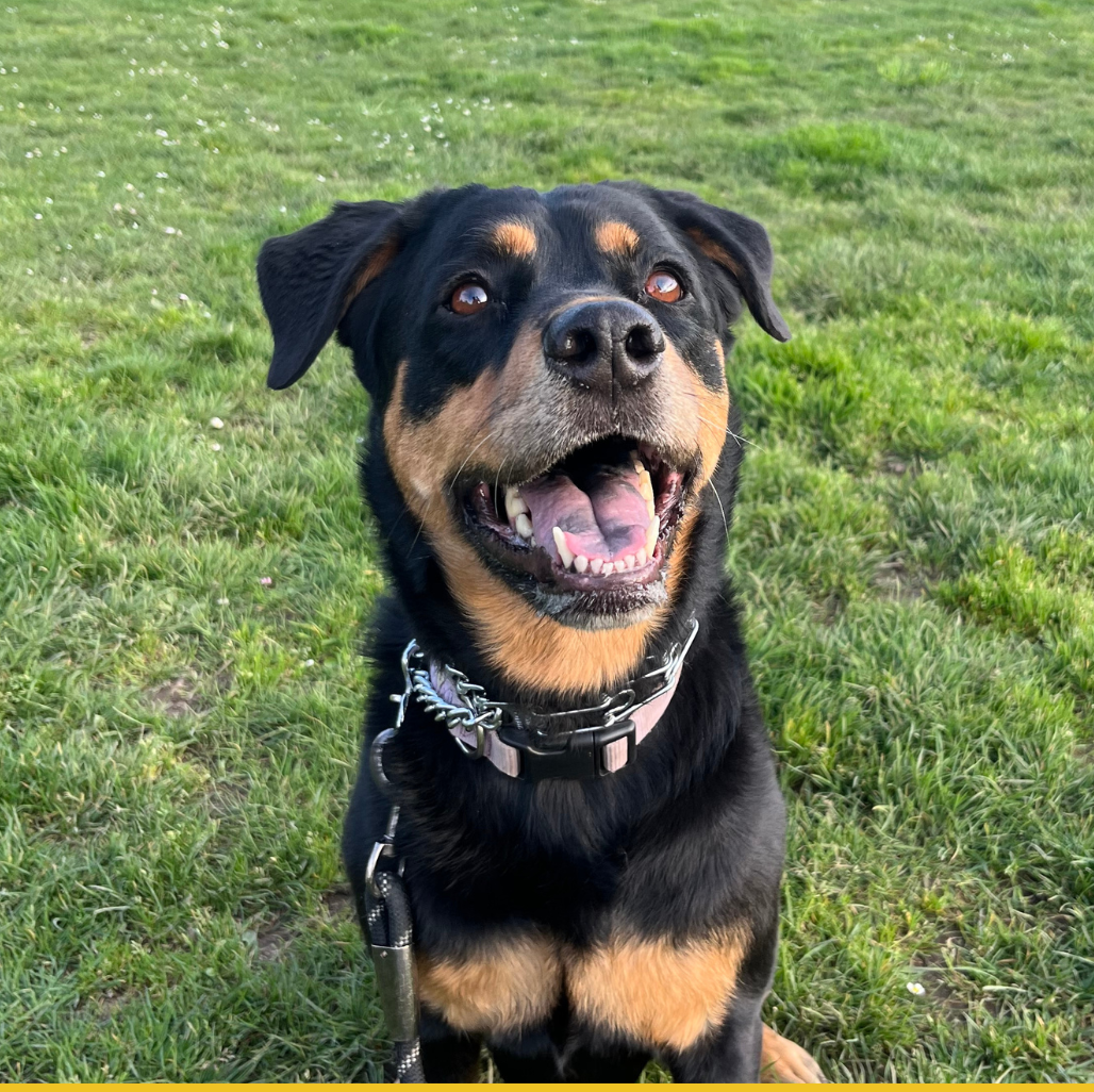 Our Team - Elise Buie Family Law